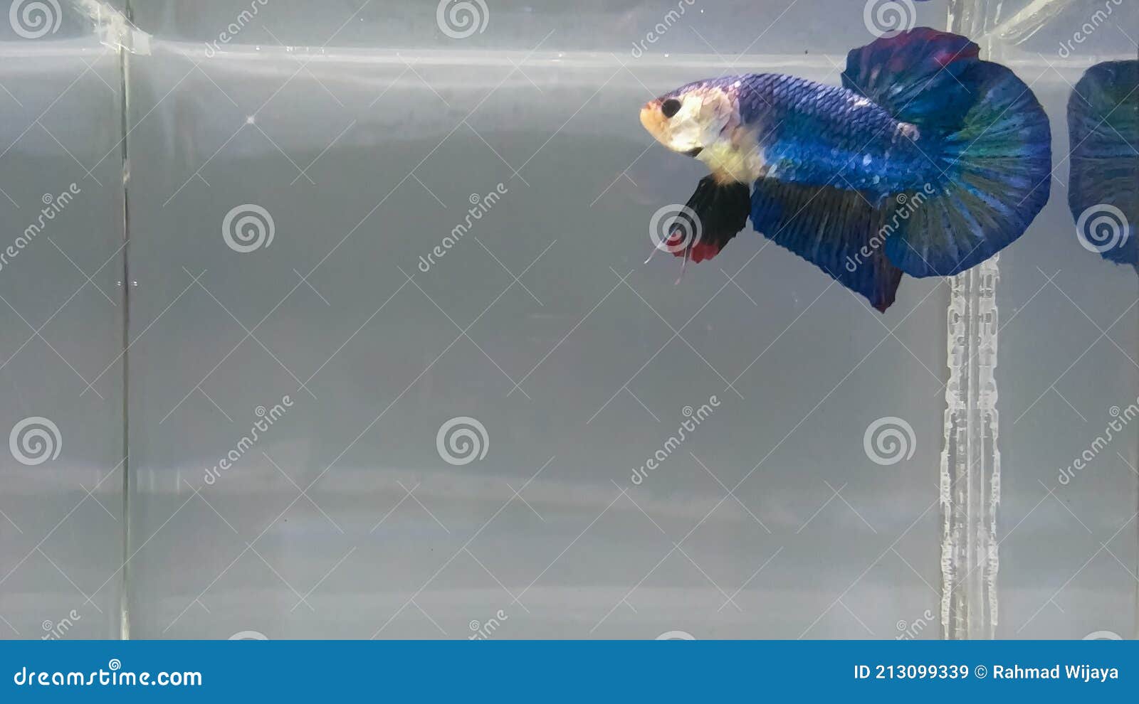 Blue candy betta fish stock image. Image of reflection - 213099339