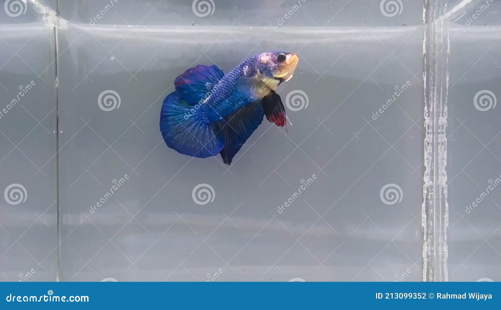 Blue candy betta fish stock photo. Image of invertebrate - 213099352