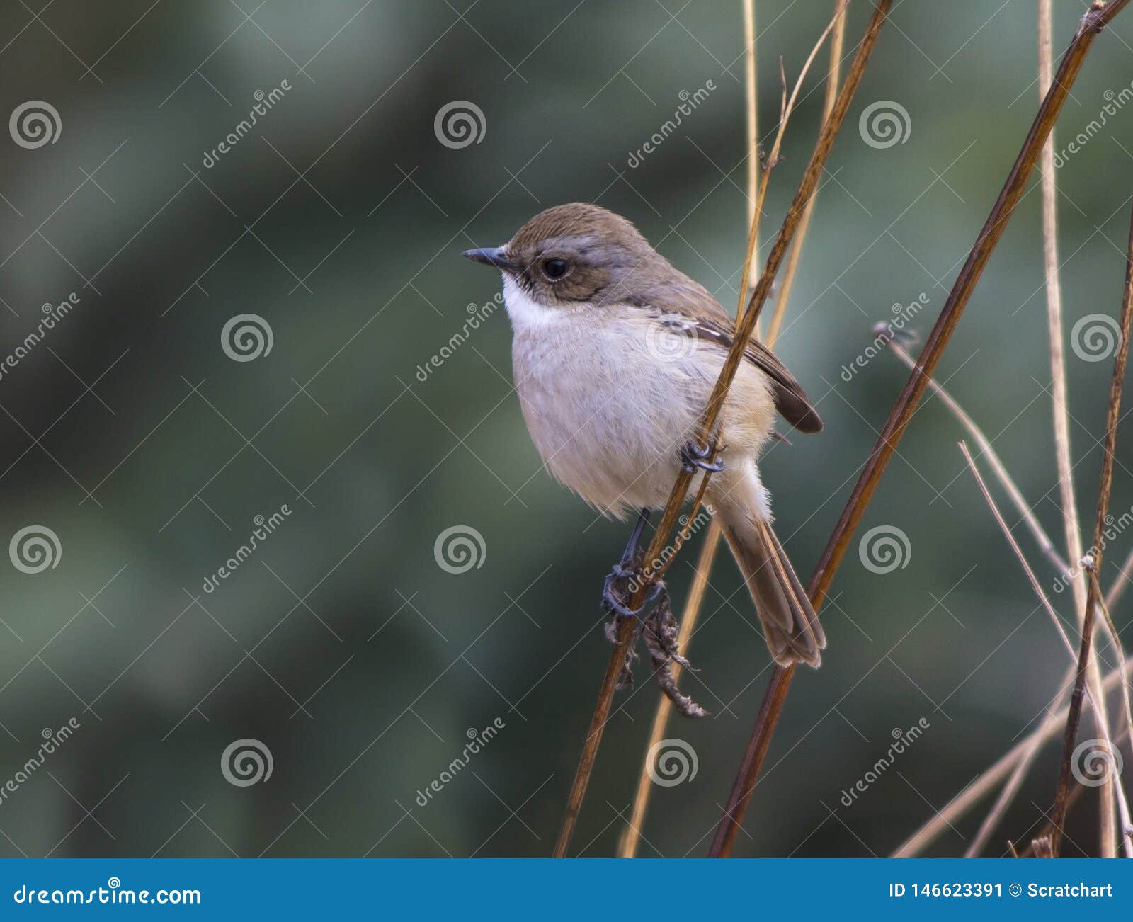 Blue Capped Redstart Phoenicurus Caeruleocephala Stock Image - Image of ...