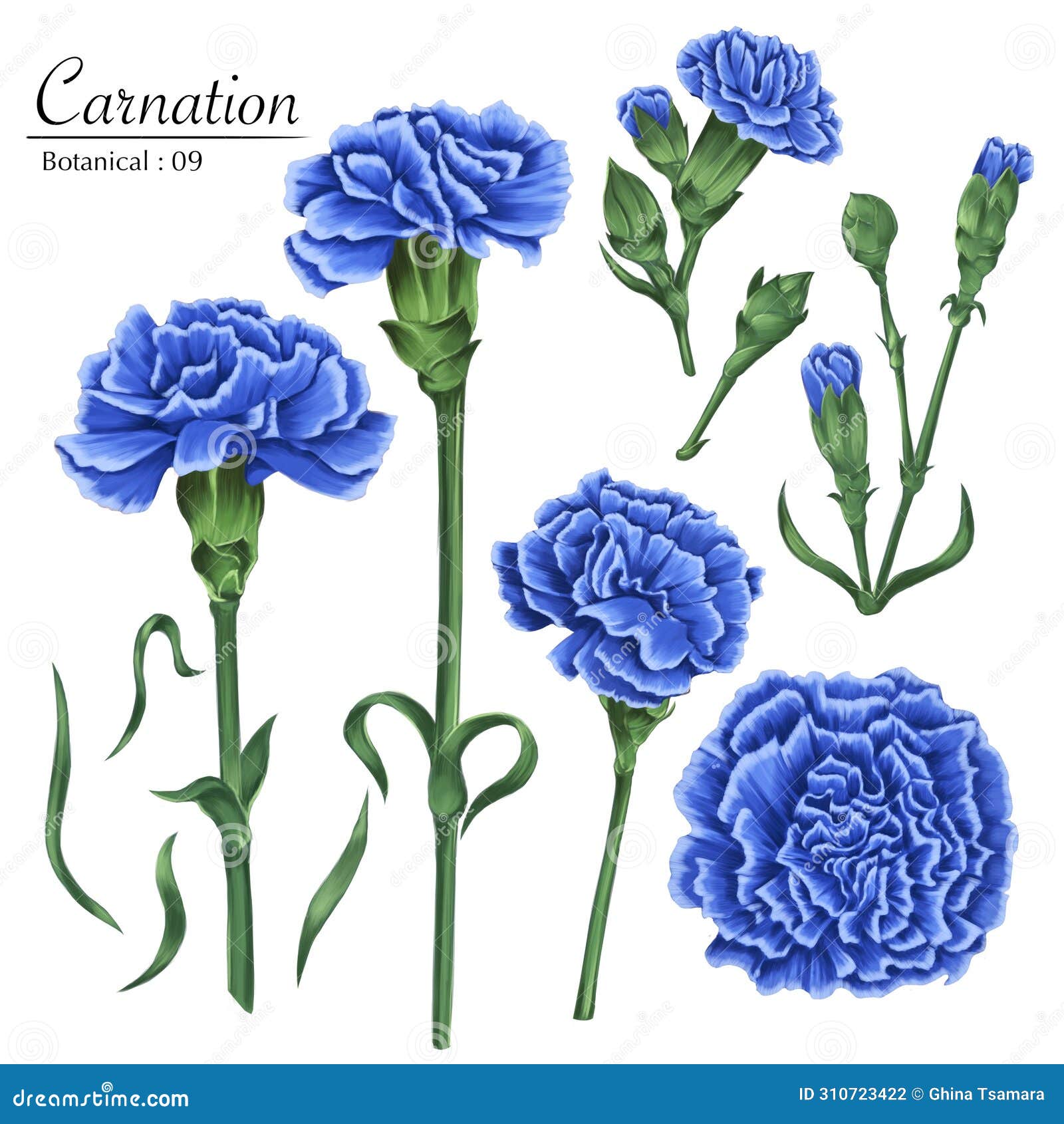 Set of Botanical Illustrations Blue Carnation Stock Illustration ...