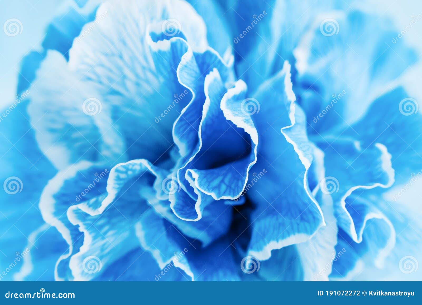 Blue Carnation Flowers Wallpaper