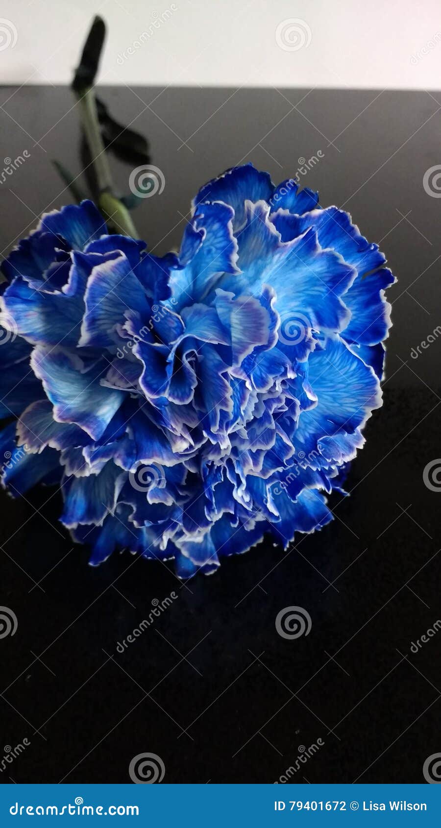 Blue carnation stock photo. Image of blue, carnation - 79401672