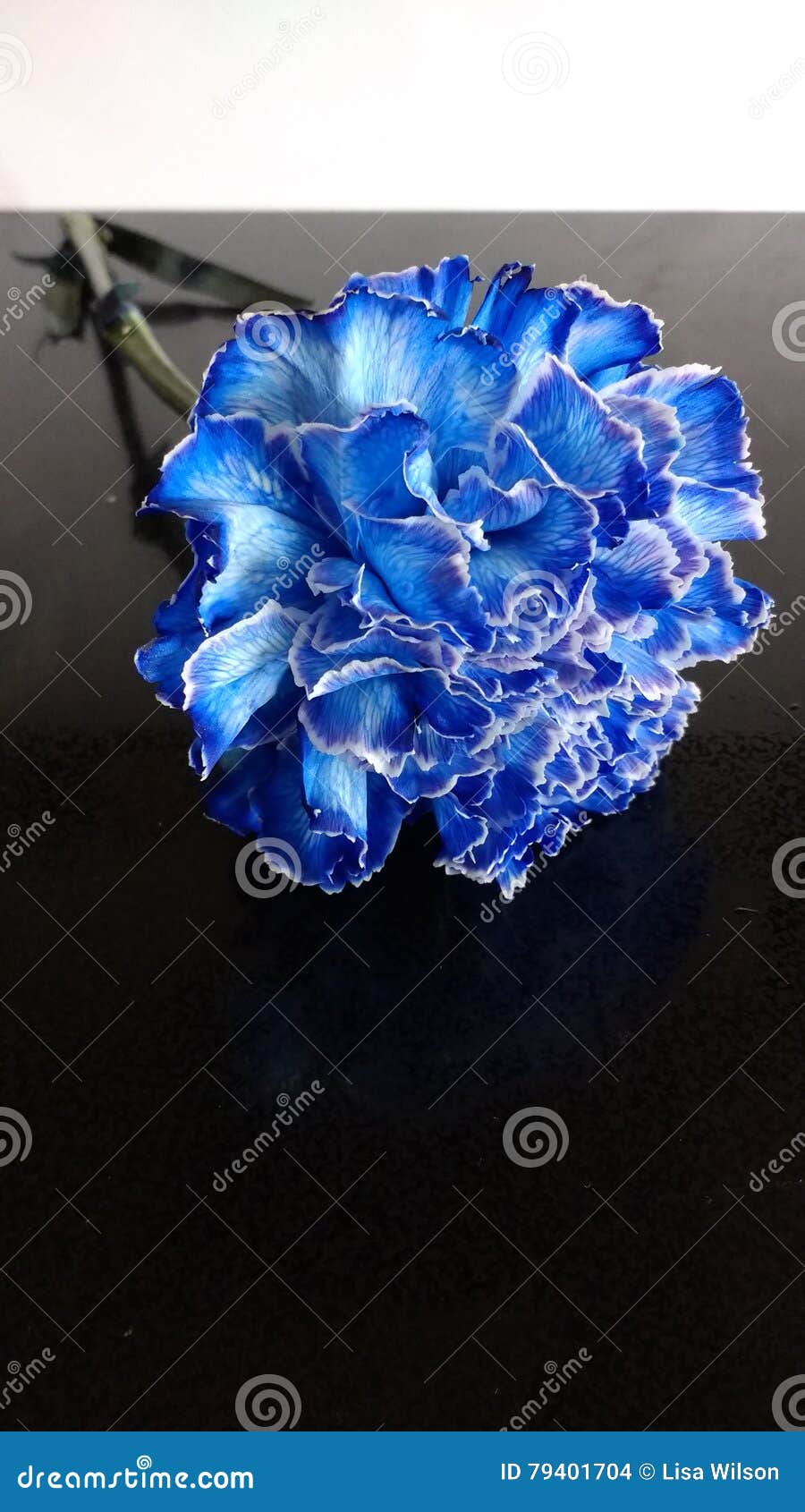 Blue carnation stock photo. Image of bottom, carnation - 79401704