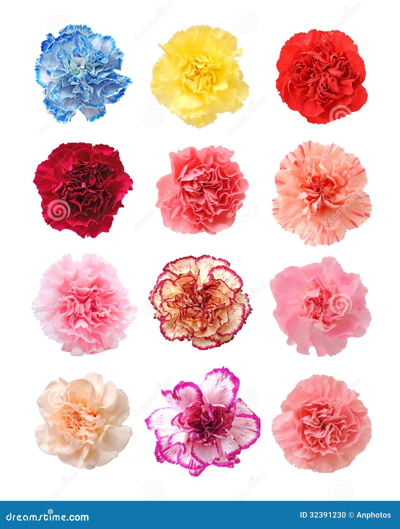 Blue carnation stock photo. Image of blooming, carnation - 32391230