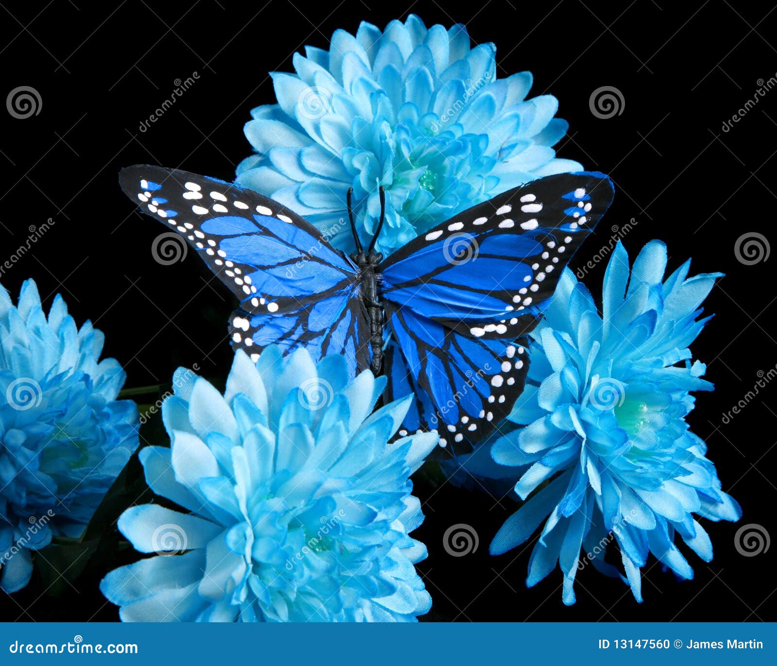 Blue Carnations and Butterfly Stock Photo - Image of flowers, natural ...