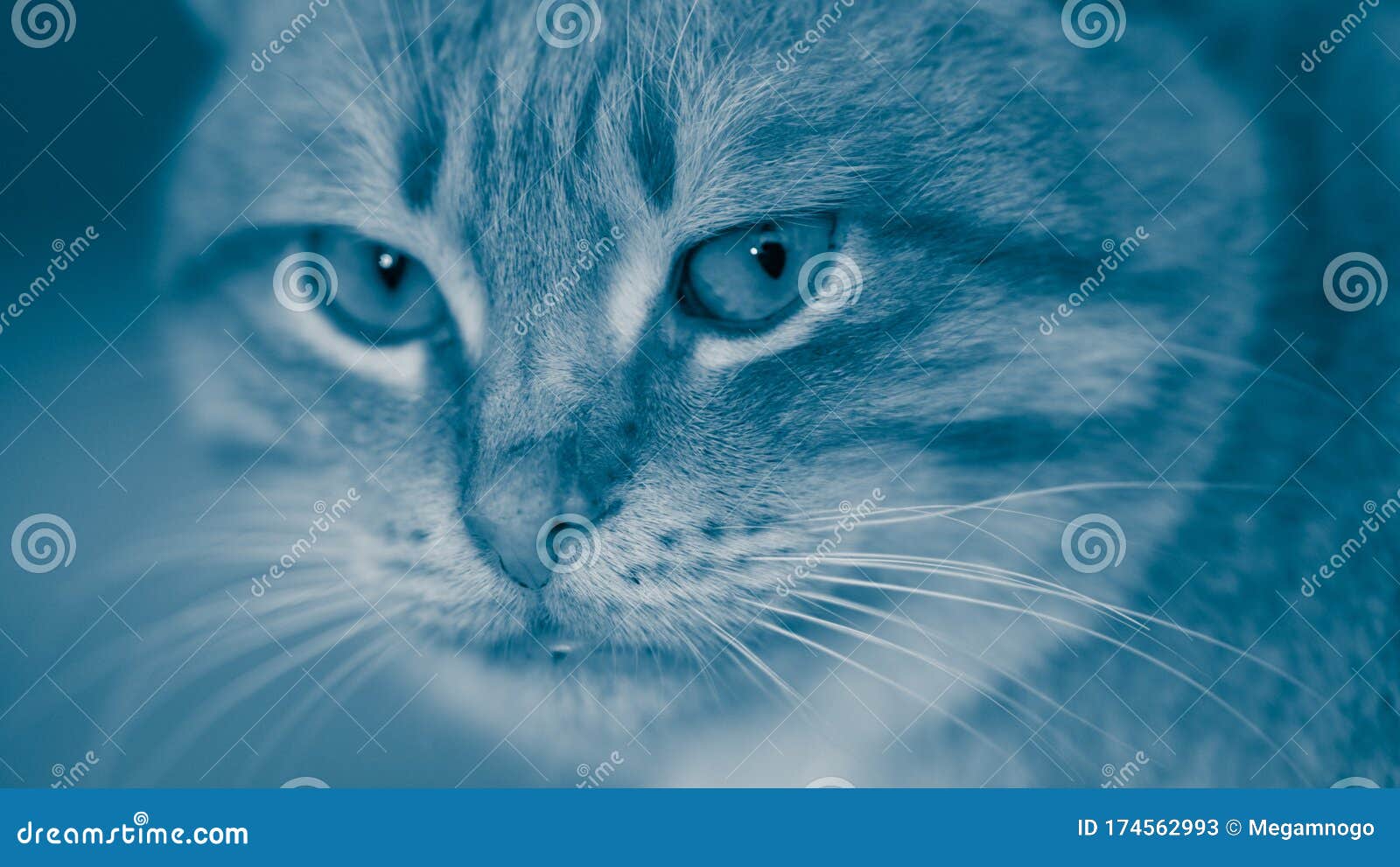 Blue Cat Face Closeup. Cheshire Cat Portrait Stock Image - Image of ...