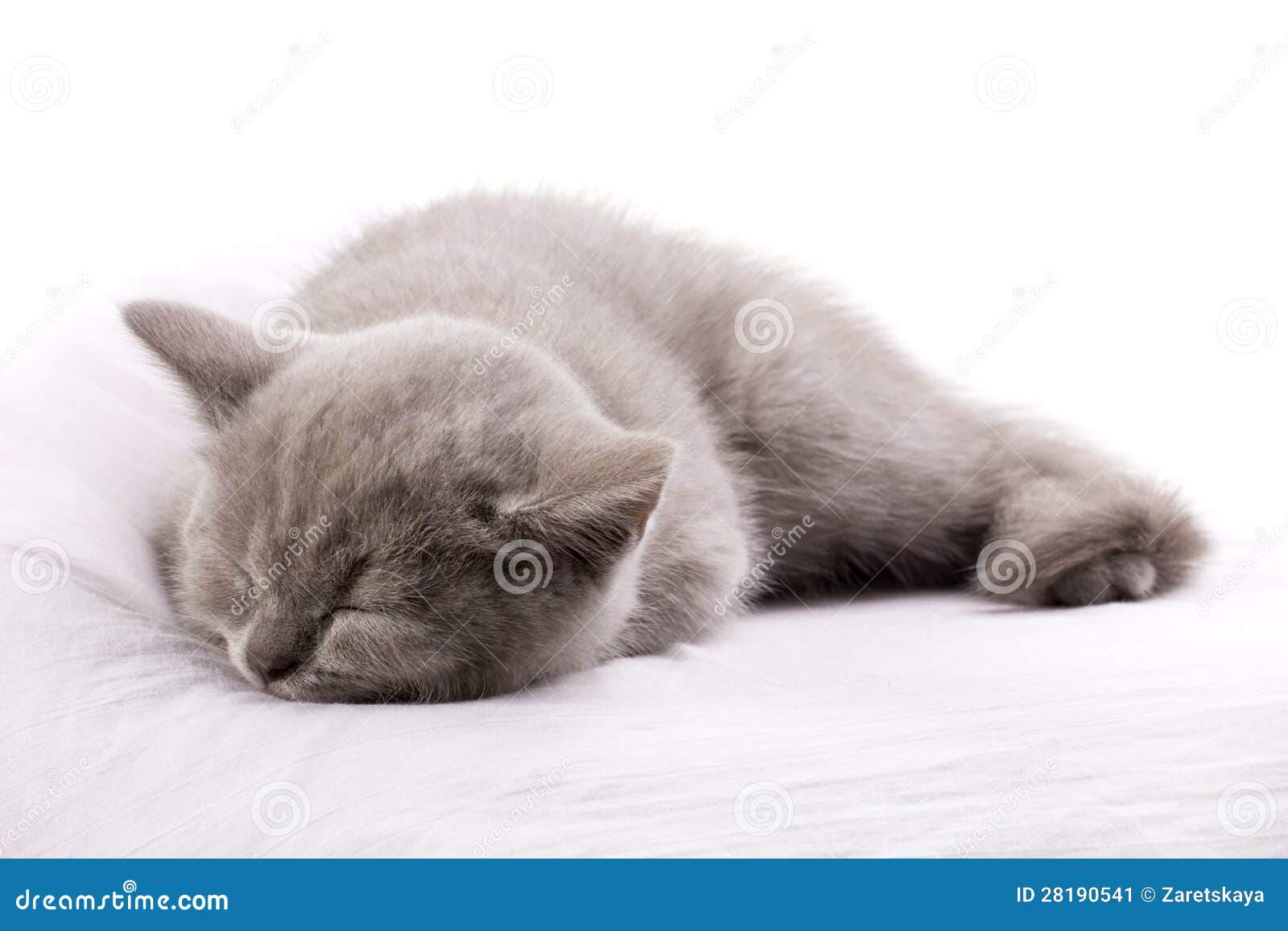 Blue cat sleeping stock image. Image of lovable, gray - 28190541