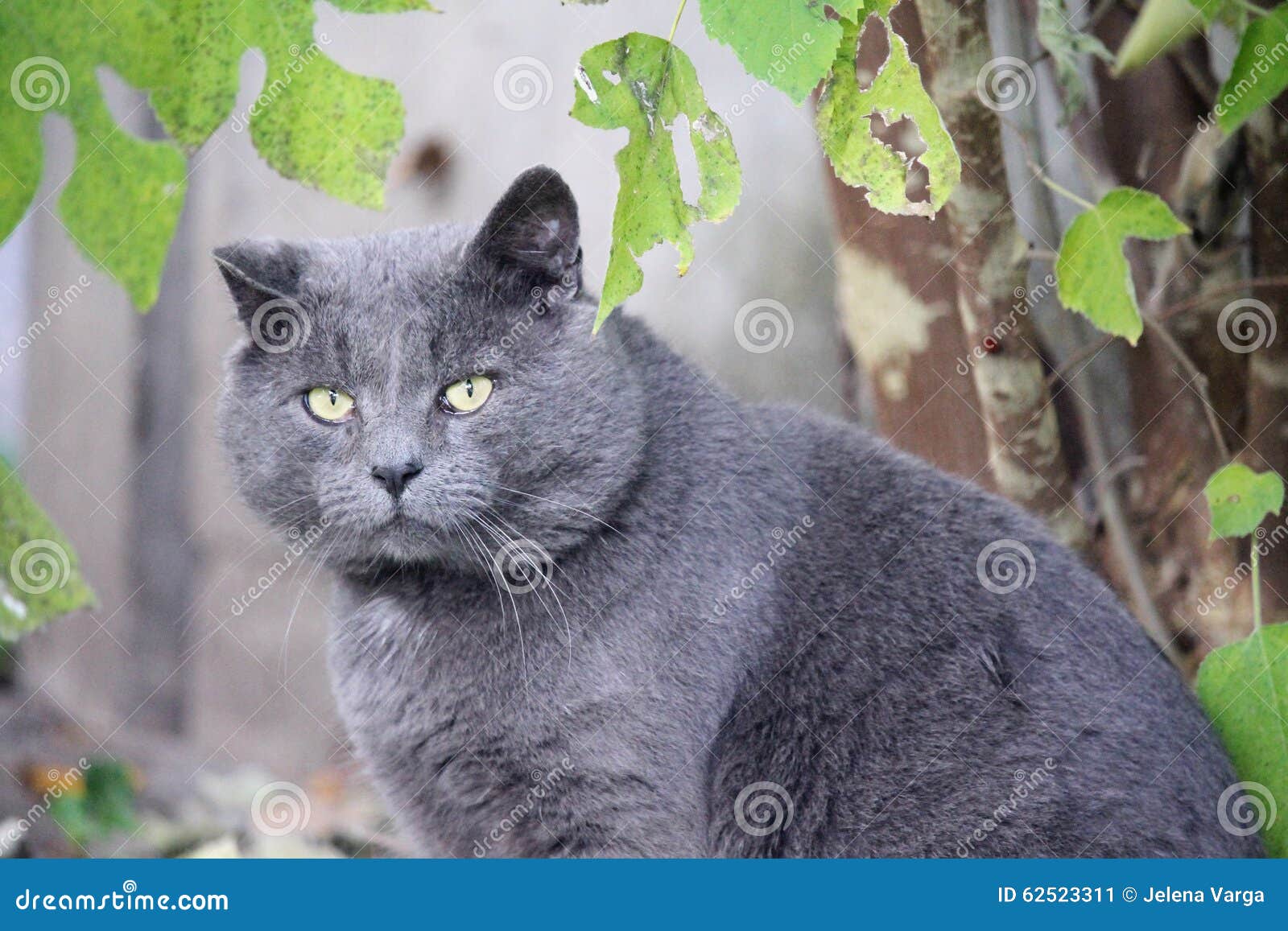 Blue cat stock image. Image of standing, angry, fluffy - 62523311