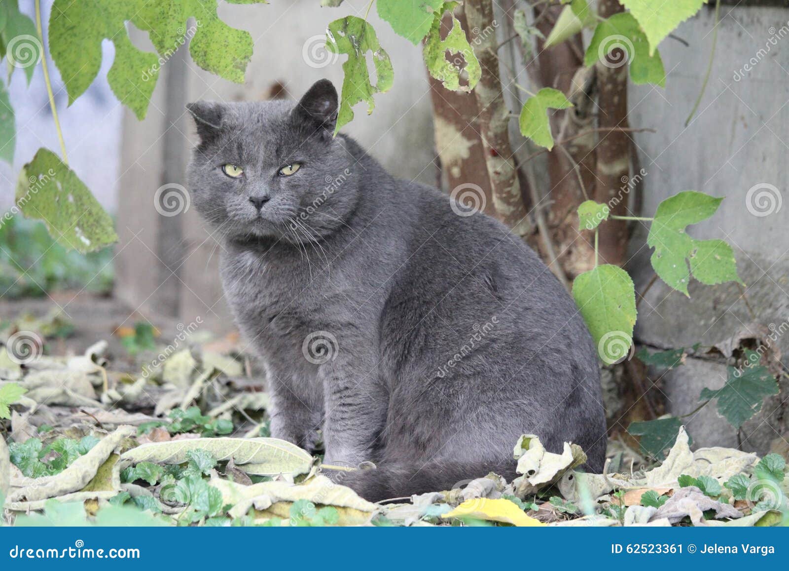 Blue cat stock image. Image of fluffy, adult, adorable - 62523361