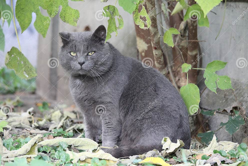 Blue cat stock image. Image of fluffy, adult, adorable - 62523361