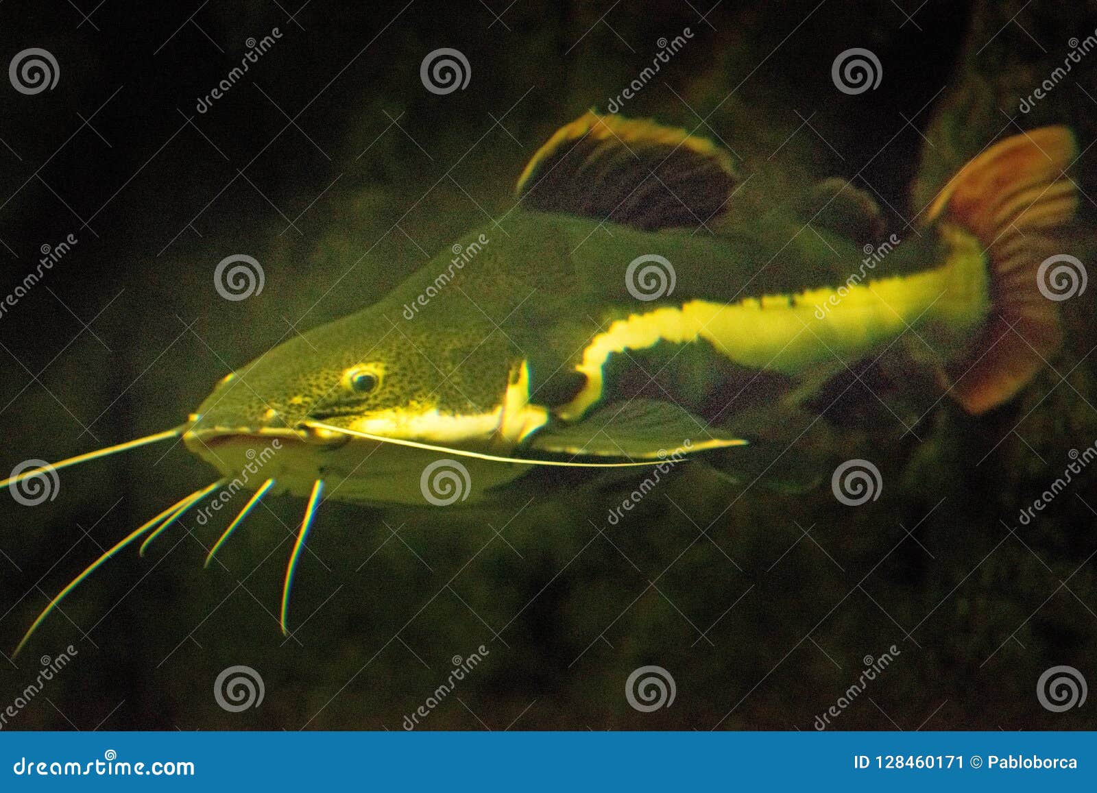 Blue catfish stock image. Image of fauna, america, driftwood - 128460171