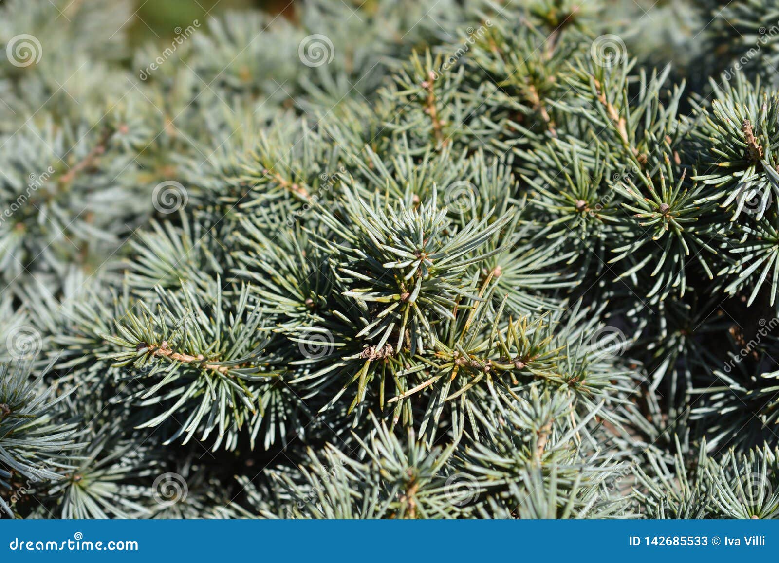 Blue Cedar of Lebanon stock image. Image of botany, nature - 142685533