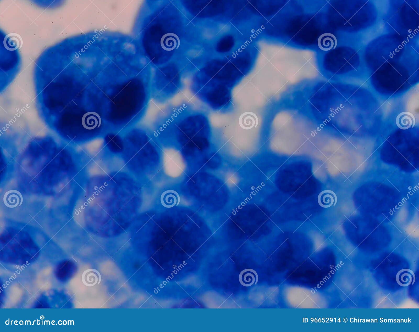 Blue cell with blue stain. stock photo. Image of cells - 96652914