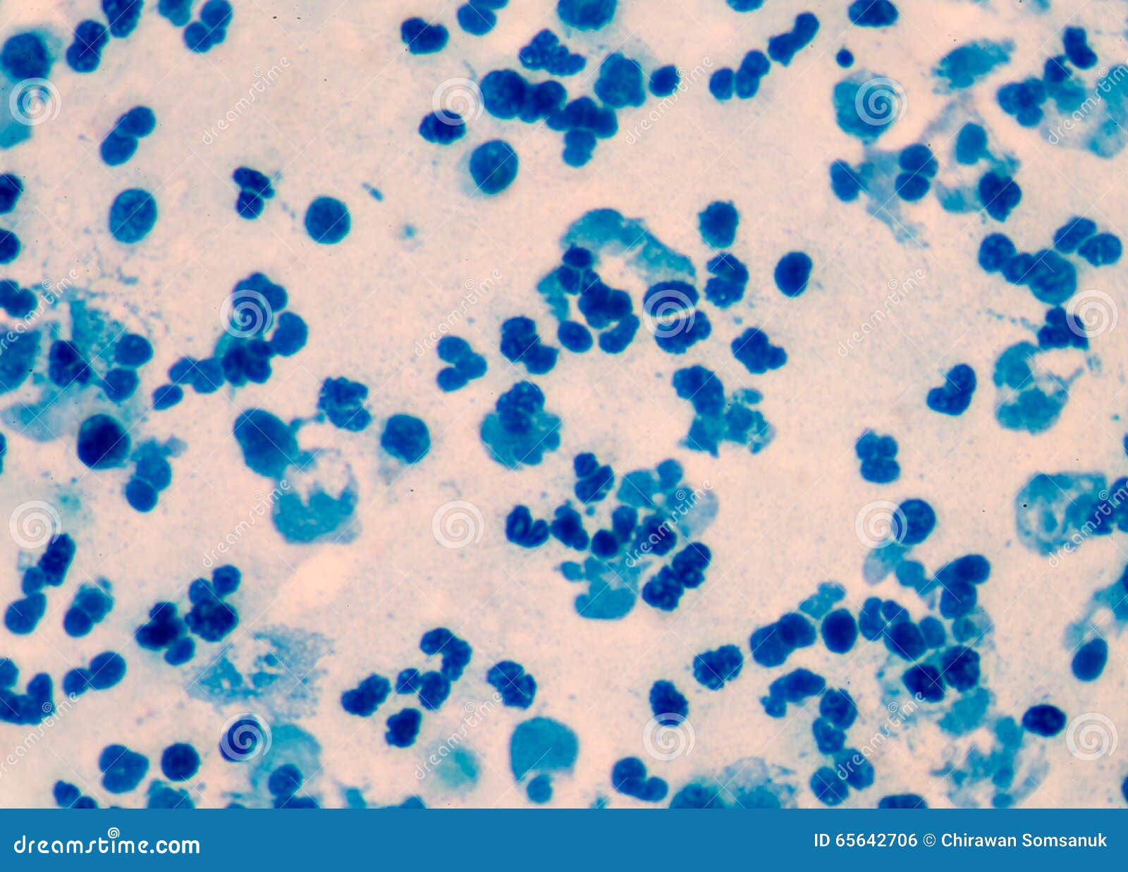 Blue cells stock photo. Image of hospital, cells, bacteria - 65642706