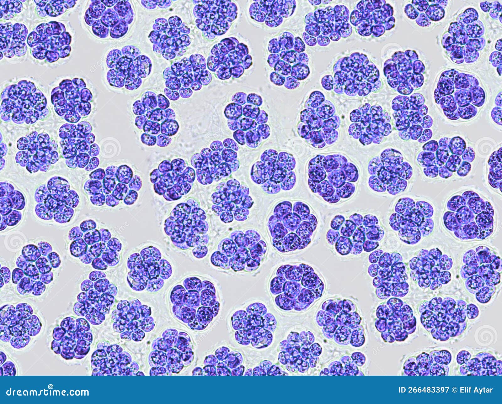 Blue Cells, Microscopic Particles. Molecules, Molecular Cell Stock ...