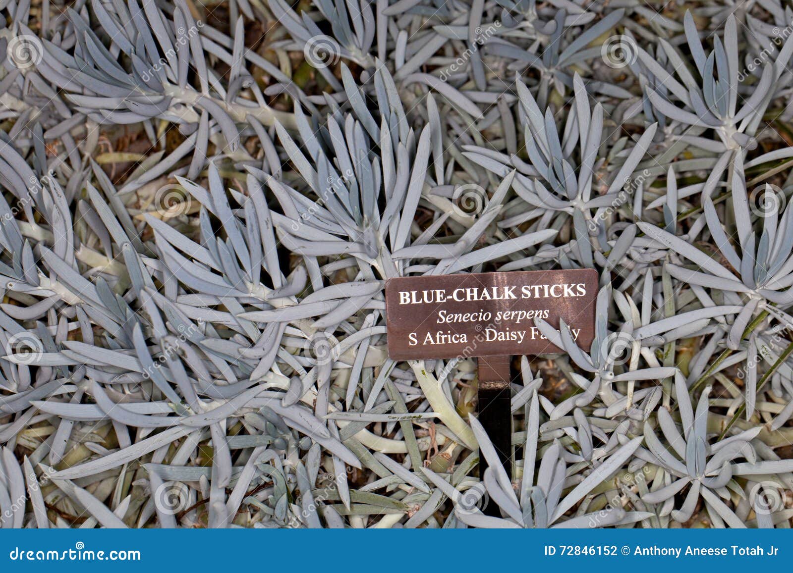 Blue-Chalk Sticks Senecio Serpens Stock Photo - Image of nature, macro ...