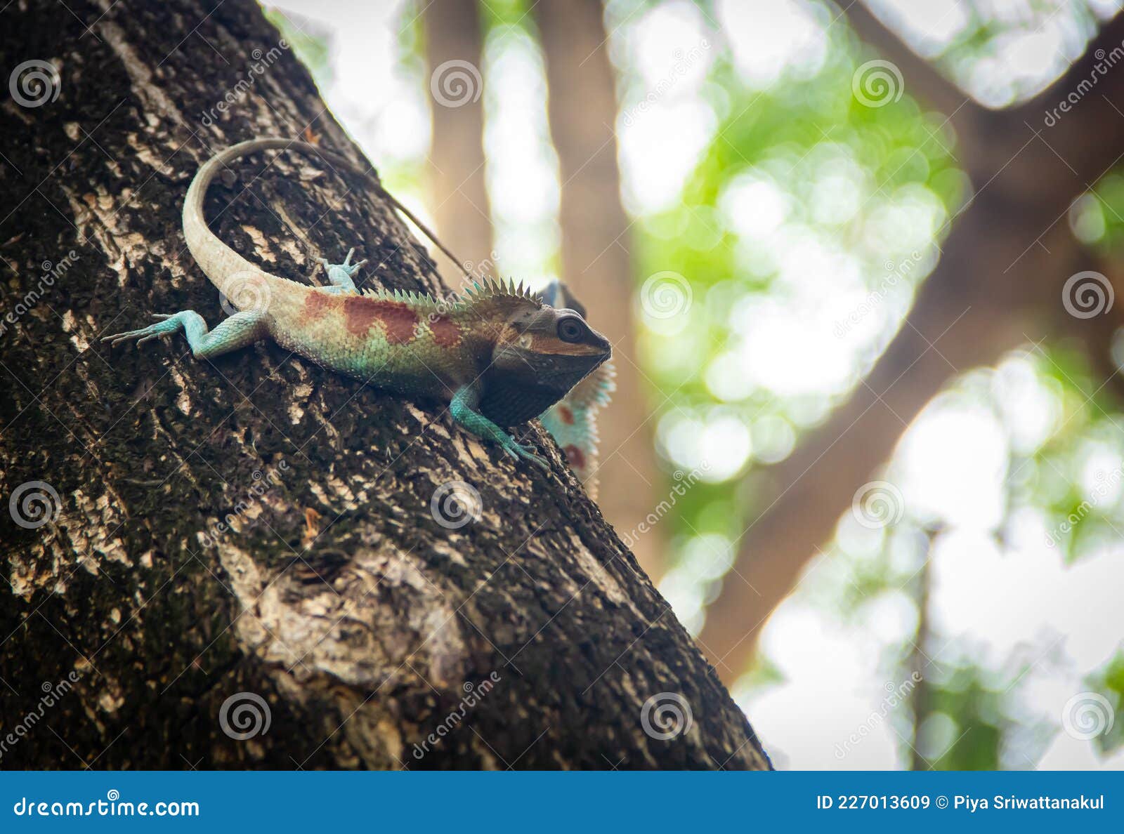 Chameleon, Tree Lizard Stock Image | CartoonDealer.com #47147425