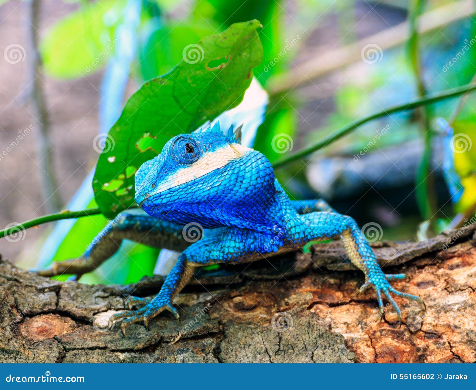 Blue Chameleon stock photo. Image of insectivorous, outdoor - 55165602
