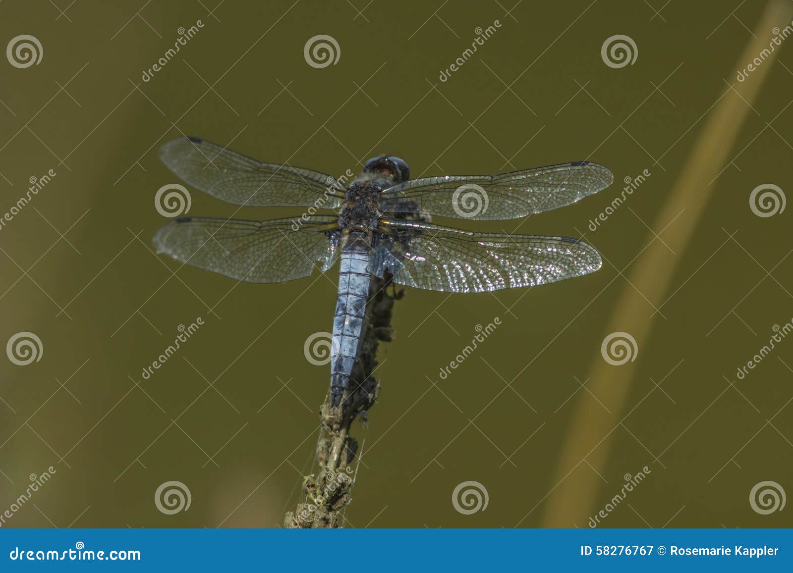 Blue Chaser (Libellula Fulva) Stock Image - Image of nature, blue: 58276767