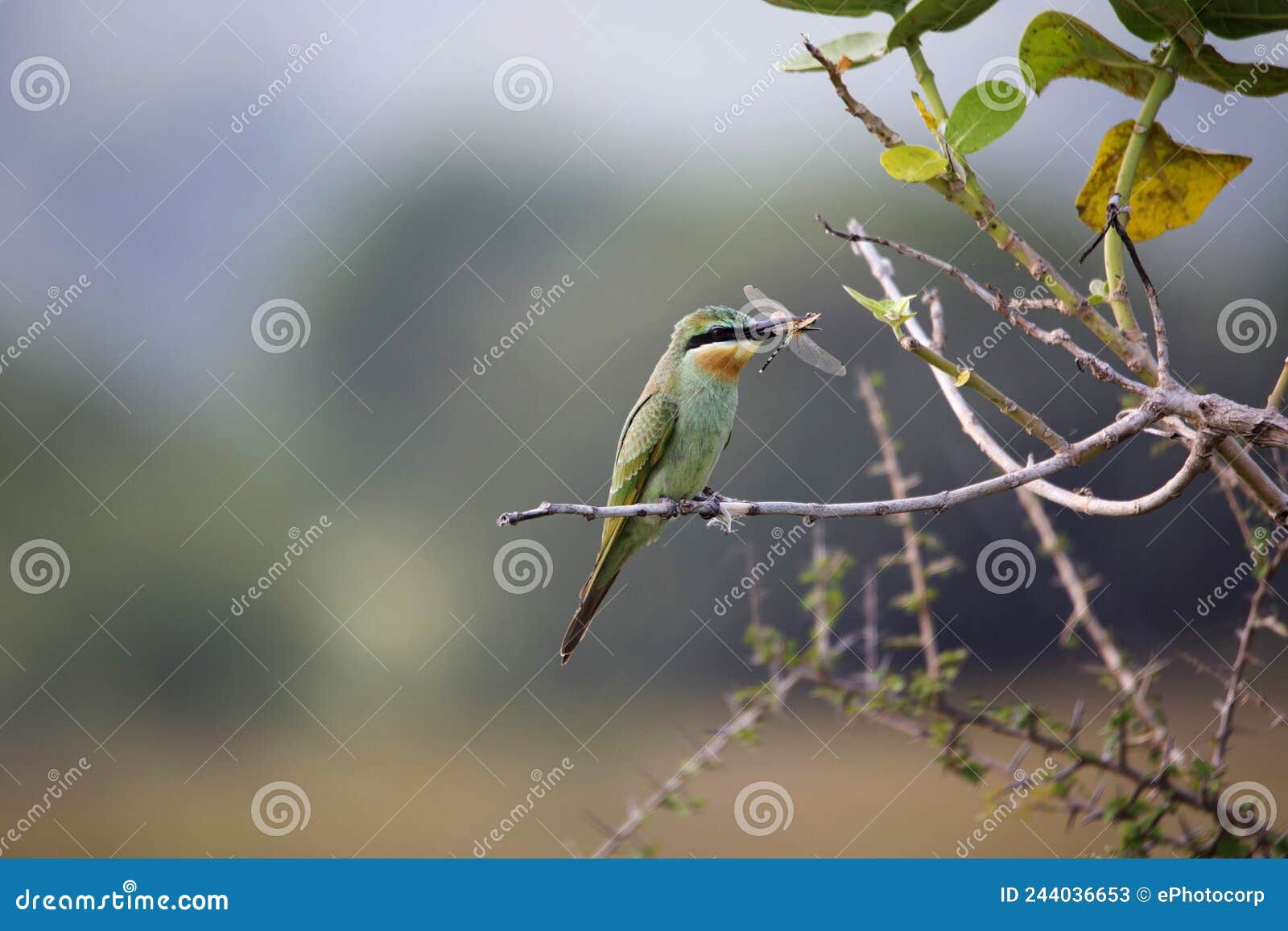 Blue-cheeked Bee-eater, Merops Persicus, Satara, Maharashtra Stock ...
