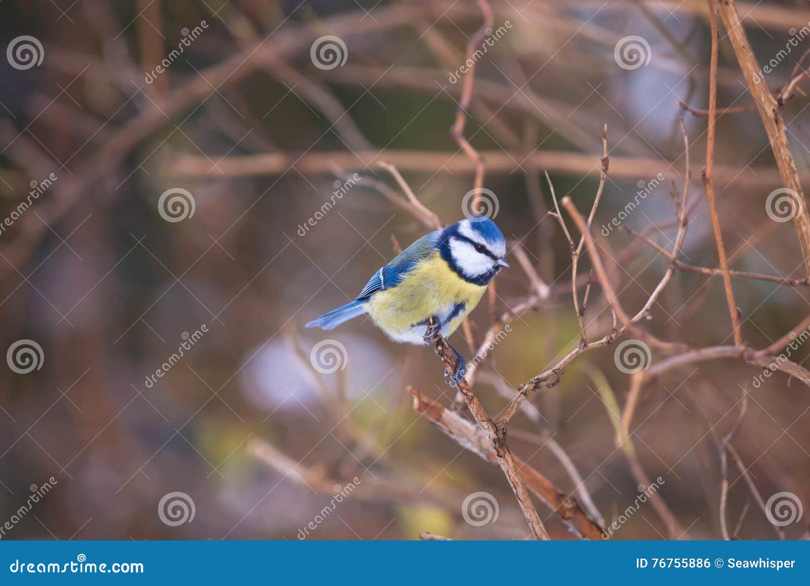 Blue Chickadee on the Branch in Winter Stock Photo - Image of bird ...