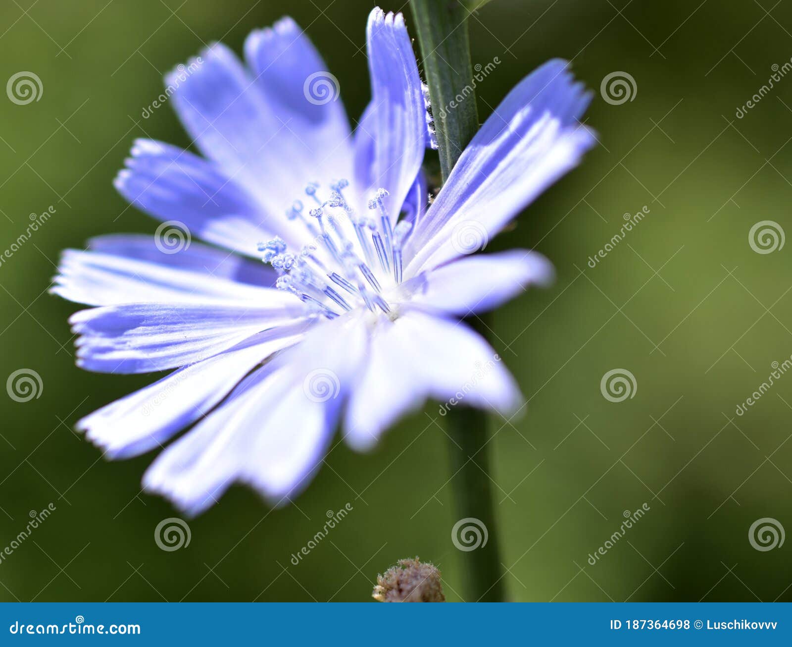 Blue Chicory Flower in the Garden in Summer Stock Photo - Image of ...