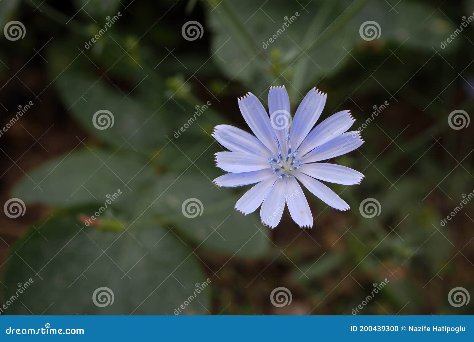Blue Chicory Flower, Medicinal Blue Chicory Plant Stock Photo - Image ...