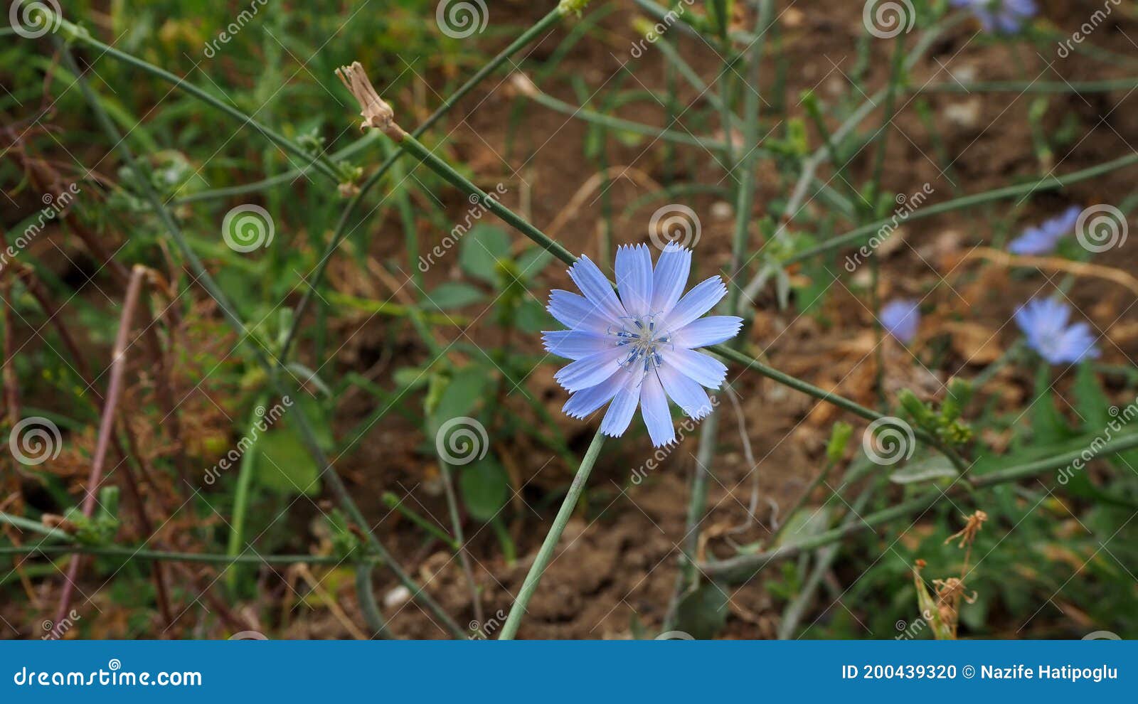 Blue Chicory Flower, Medicinal Blue Chicory Plant Stock Photo - Image ...