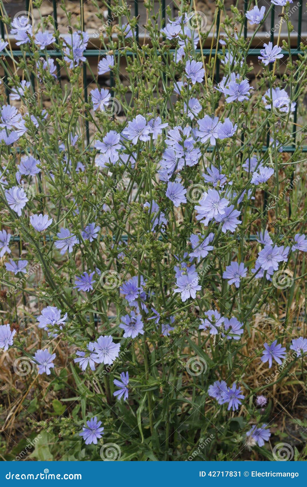 Blue chicory plant stock image. Image of macro, bell - 42717831