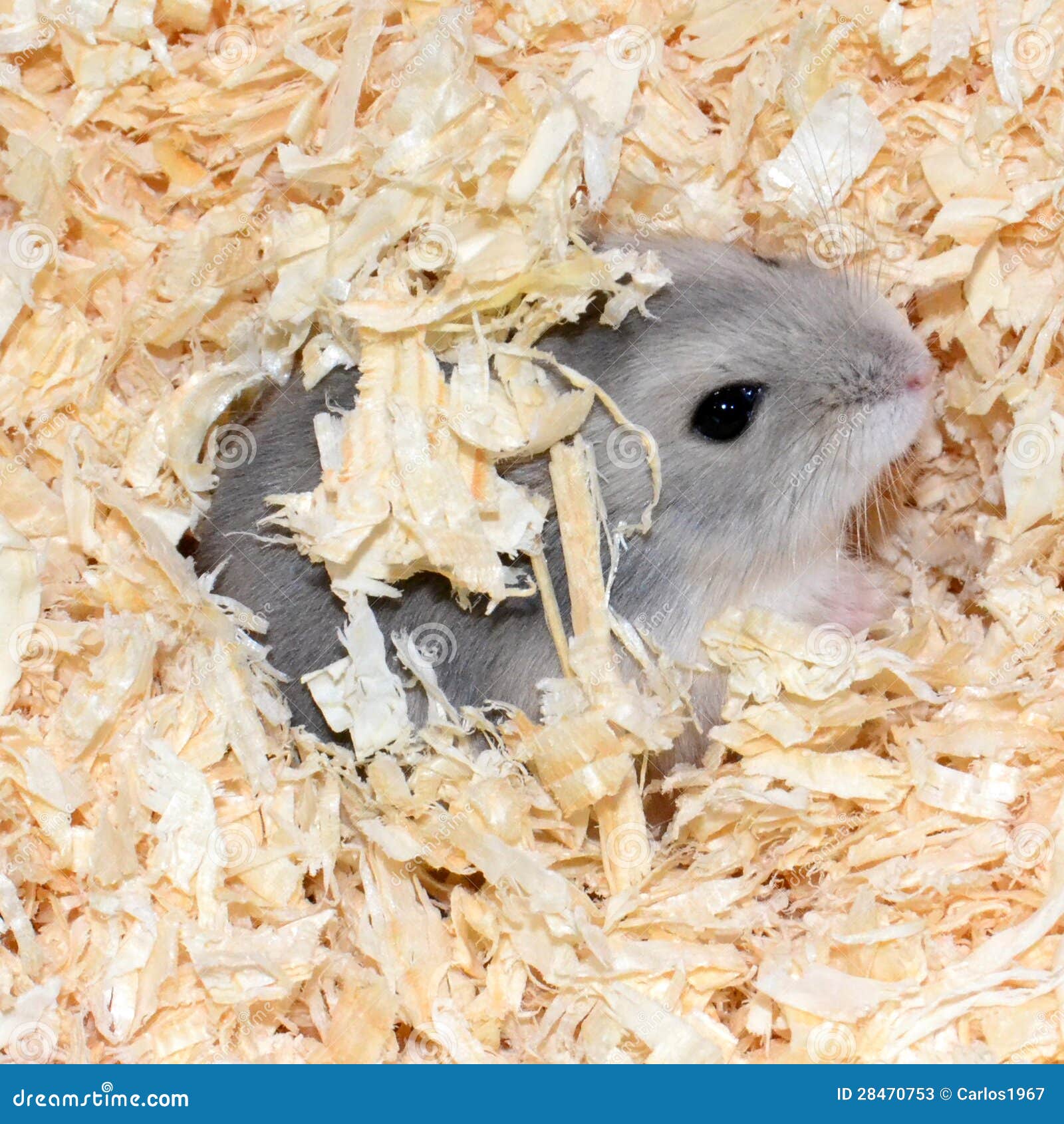 Blue Chinese Hamster stock image. Image of blue, sunflower - 28470753
