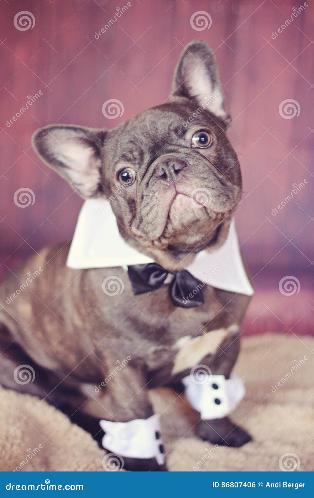 Blue & Chocolate Frenchie Dressed Up Stock Photo - Image of bulldog ...