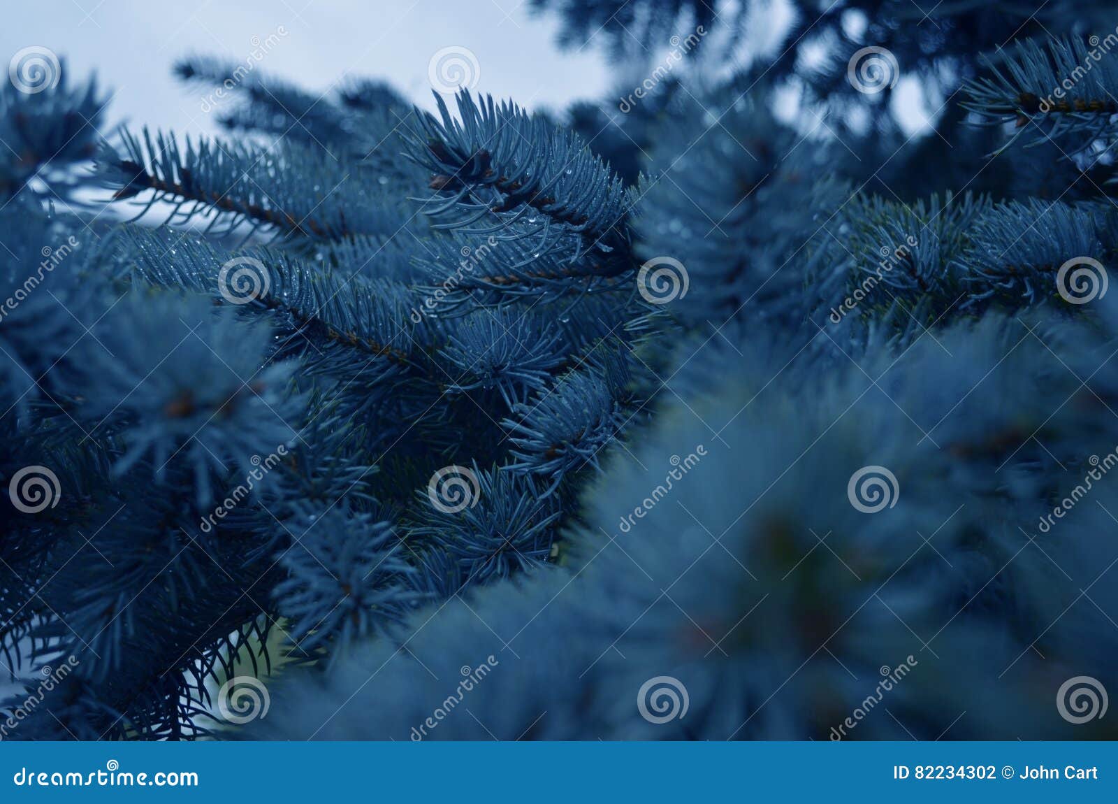 Blue Christmas tree stock photo. Image of drops, sharp - 82234302