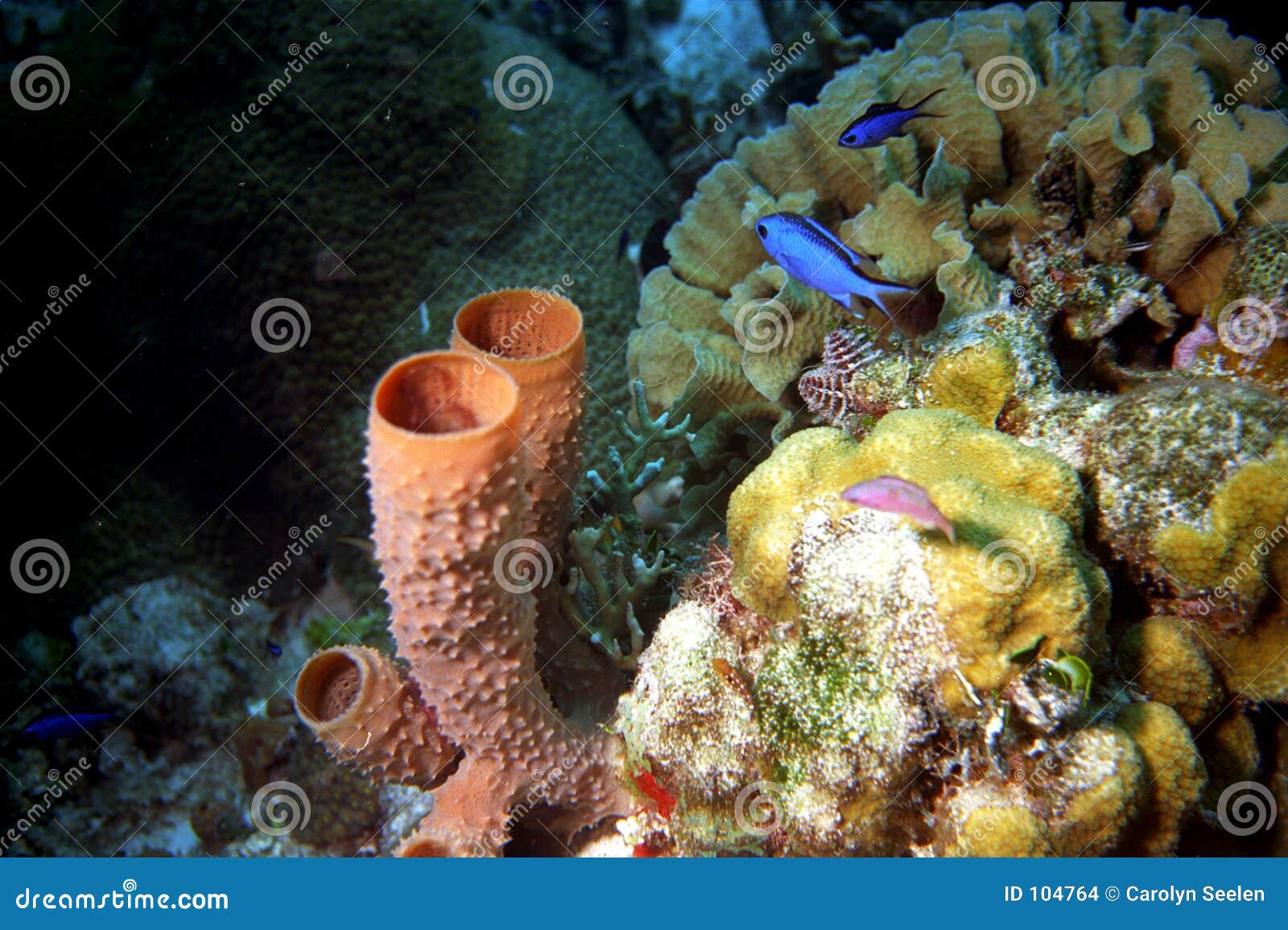 Blue Chromis stock photo. Image of water, reef, nature - 104764