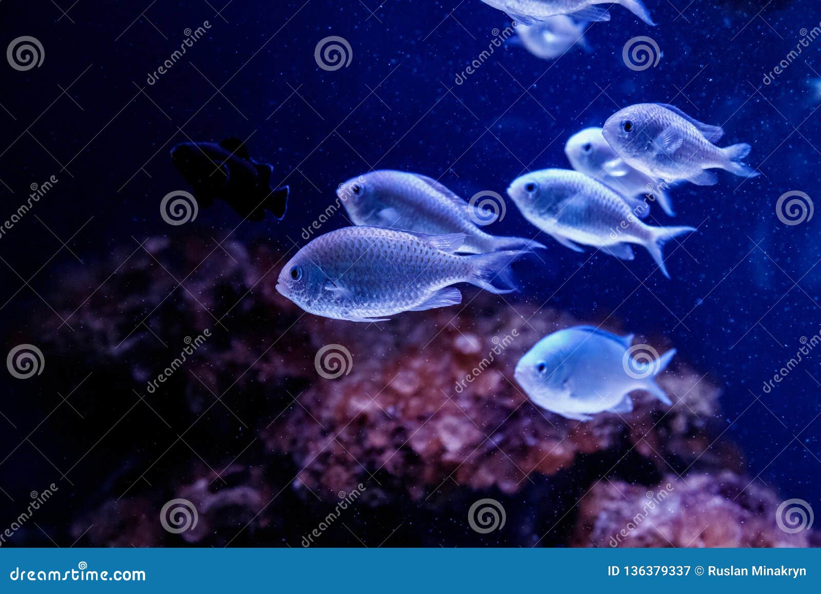 Blue chromis fish macro stock image. Image of black - 136379337