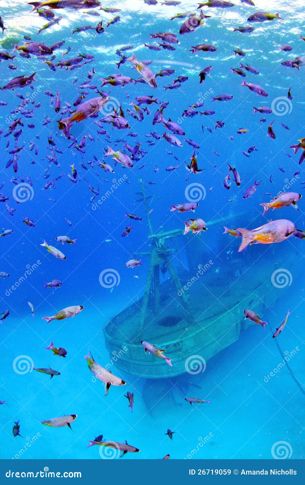 383 Purple Wreck Stock Photos - Free & Royalty-Free Stock Photos from ...