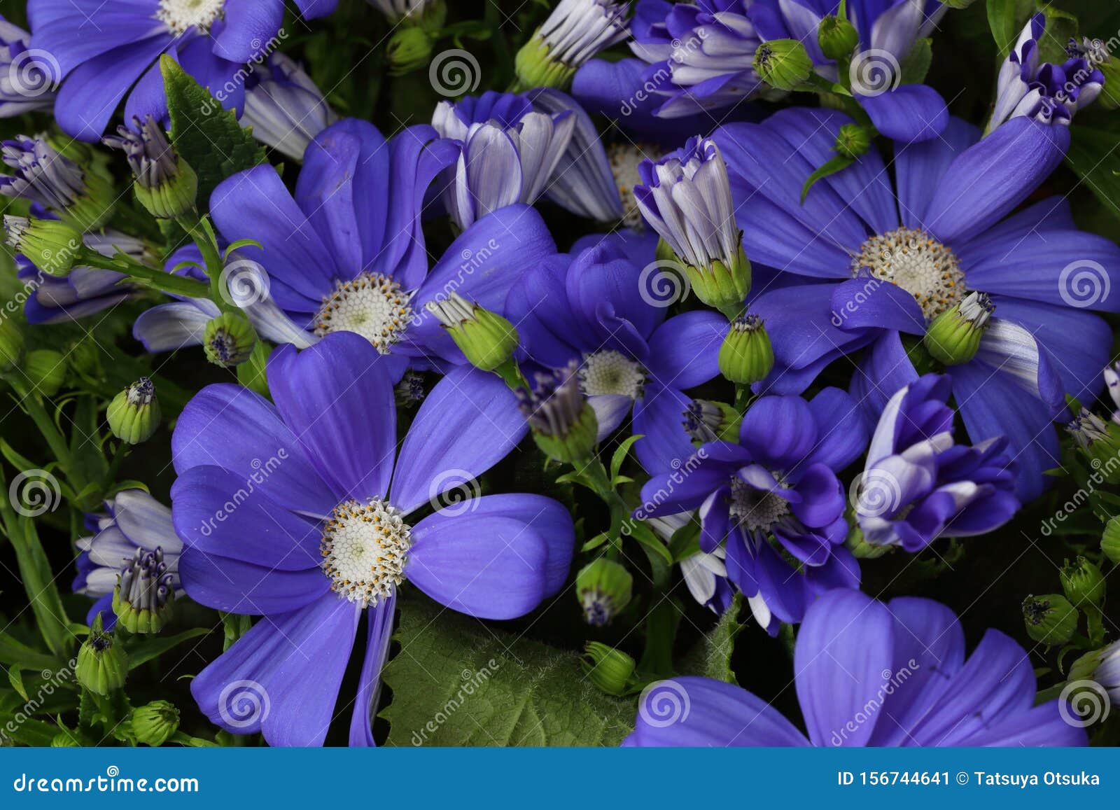 Blue Cineraria Fills in a Whole Screen Stock Image - Image of studio ...
