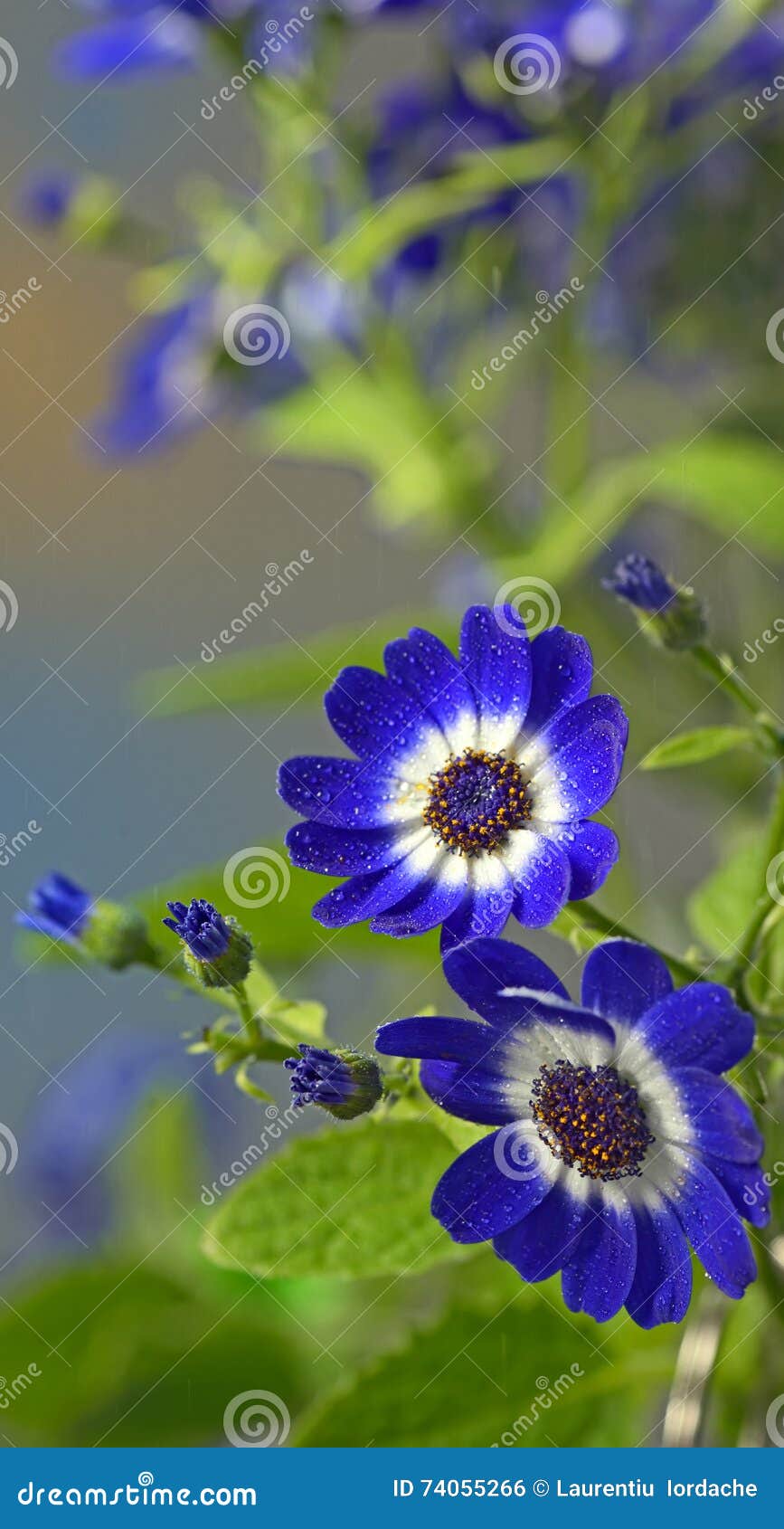 Blue cineraria flowers stock photo. Image of elegant - 74055266
