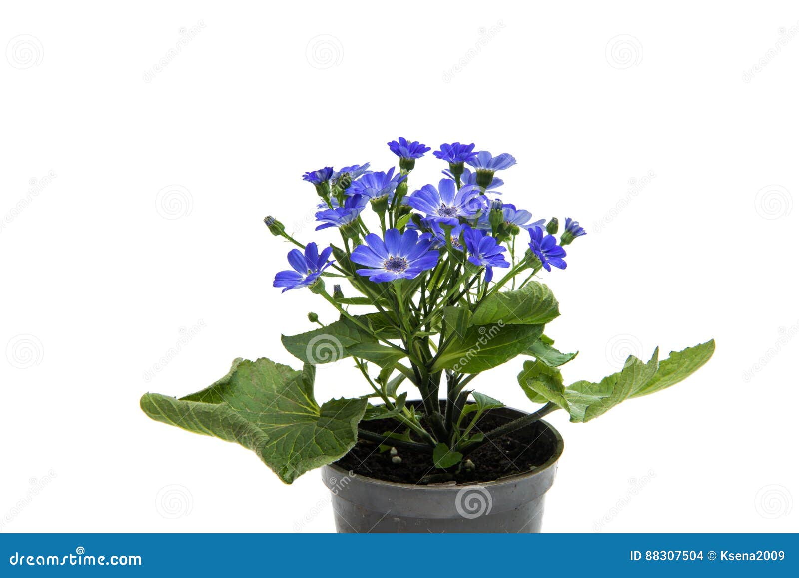 Blue cineraria isolated stock photo. Image of cataract - 88307504