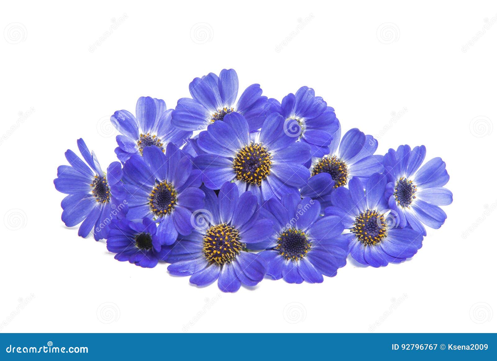 Blue cineraria stock image. Image of lanata, africa, colour - 92796767