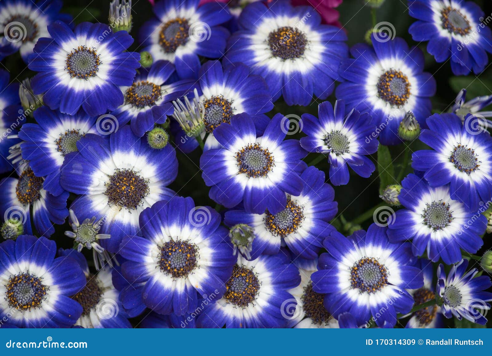 Blue Cineraria Flowers stock image. Image of petals - 170314309