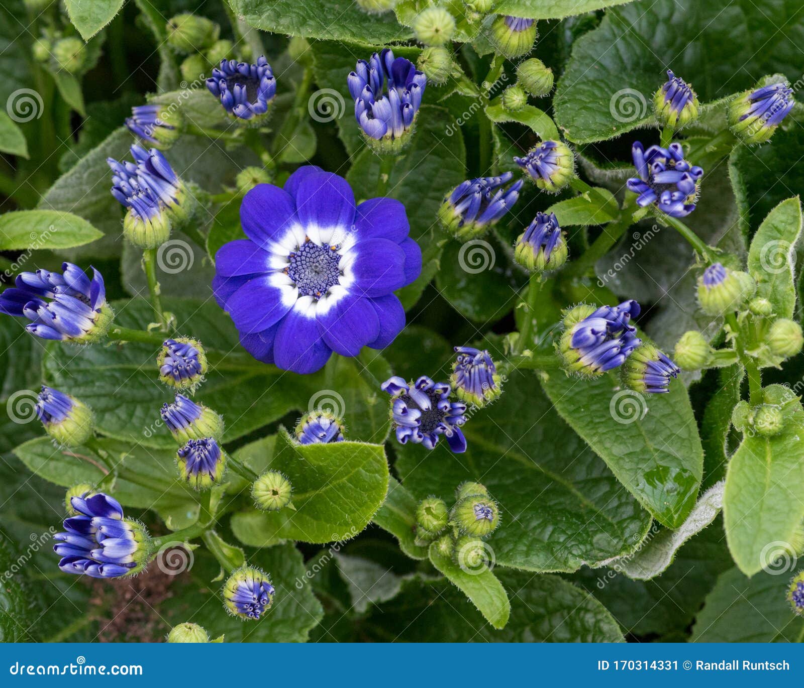 Blue Cineraria Flowers stock image. Image of flower - 170314331