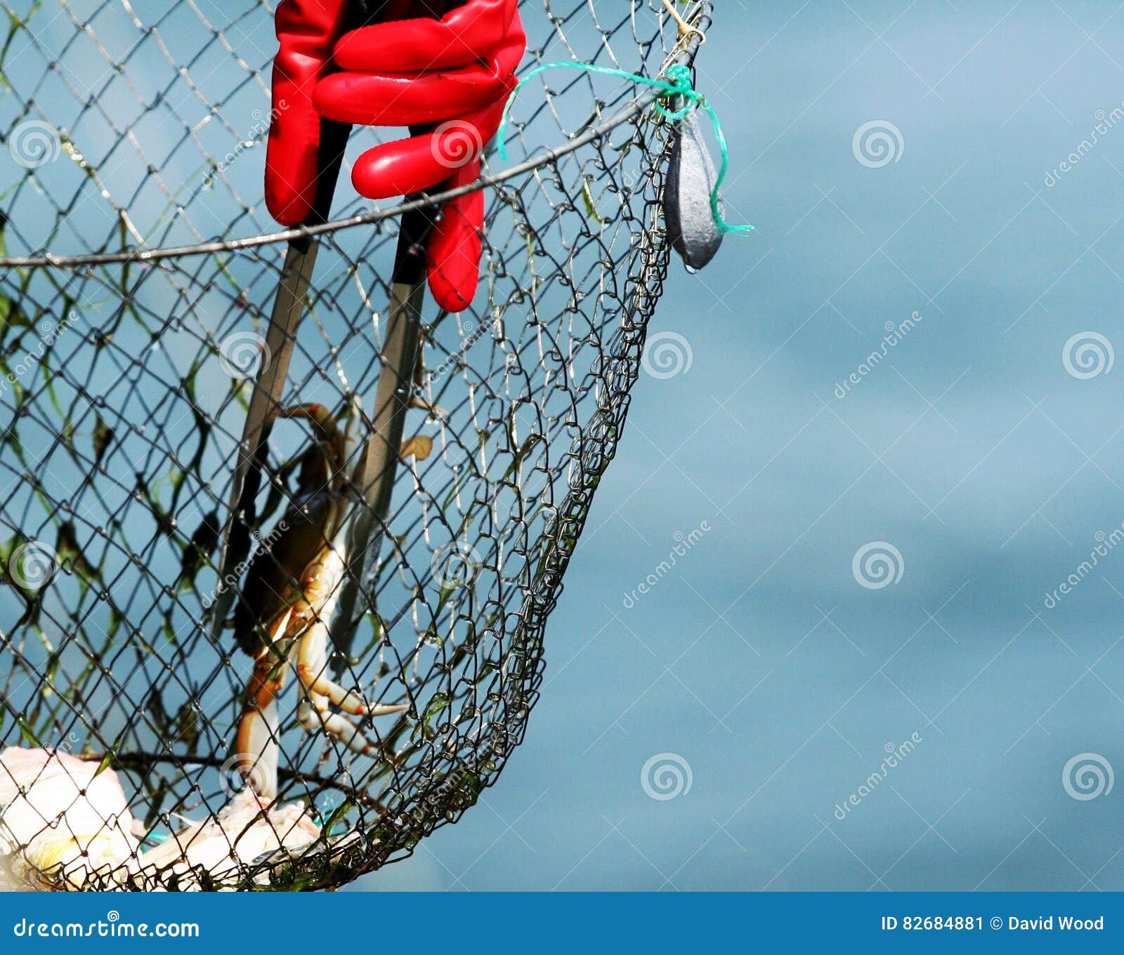 Blue Claw Crab Caught in Net Stock Image - Image of food, excitment ...