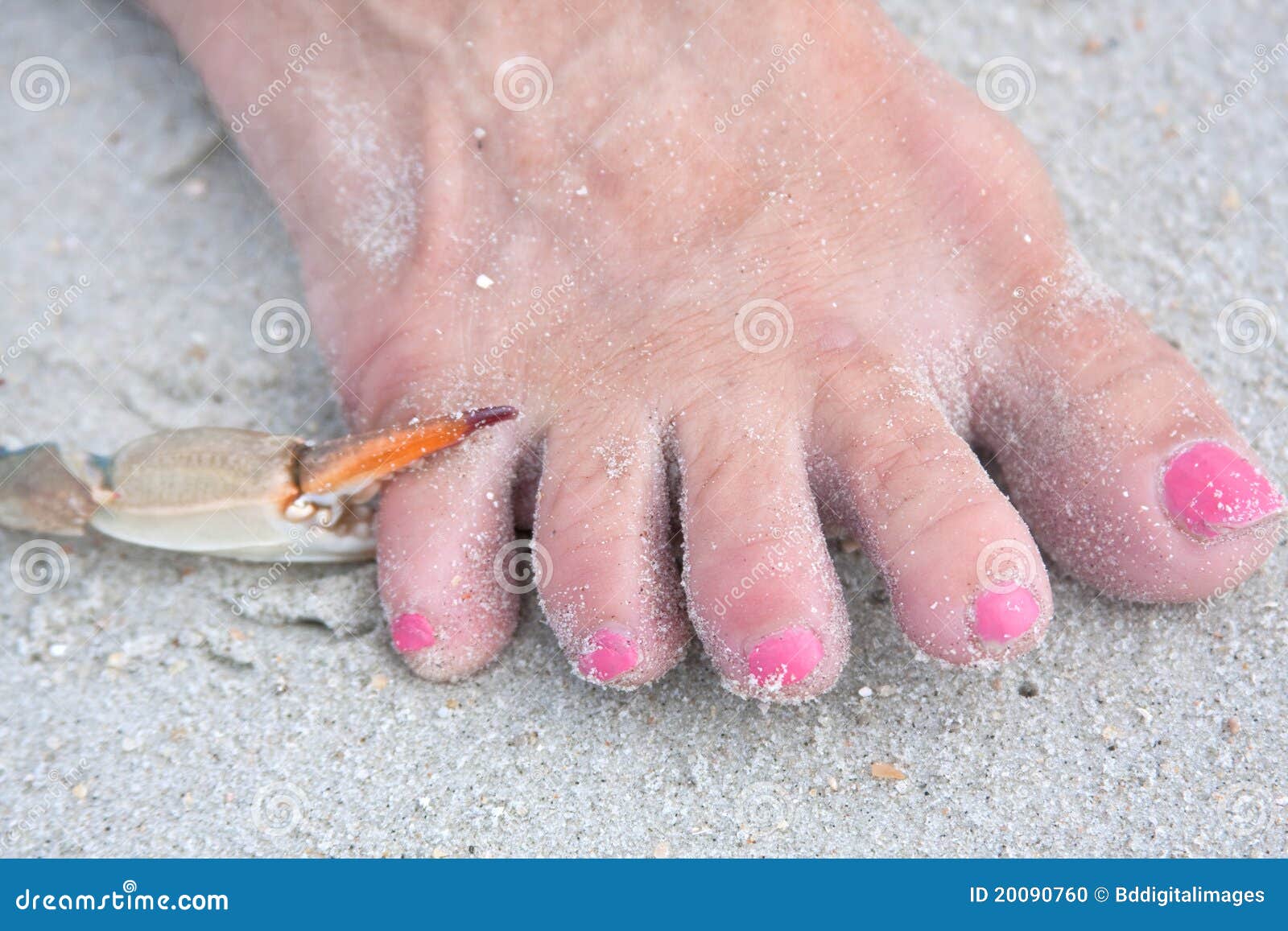 Blue Claw Crab Pinching a Toe Stock Photo - Image of pinch, claw: 20090760