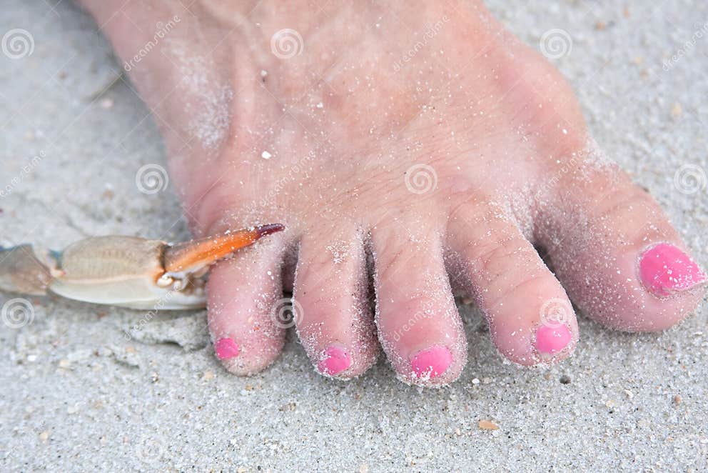 Blue Claw Crab Pinching a Toe Stock Photo - Image of pinch, claw: 20090760