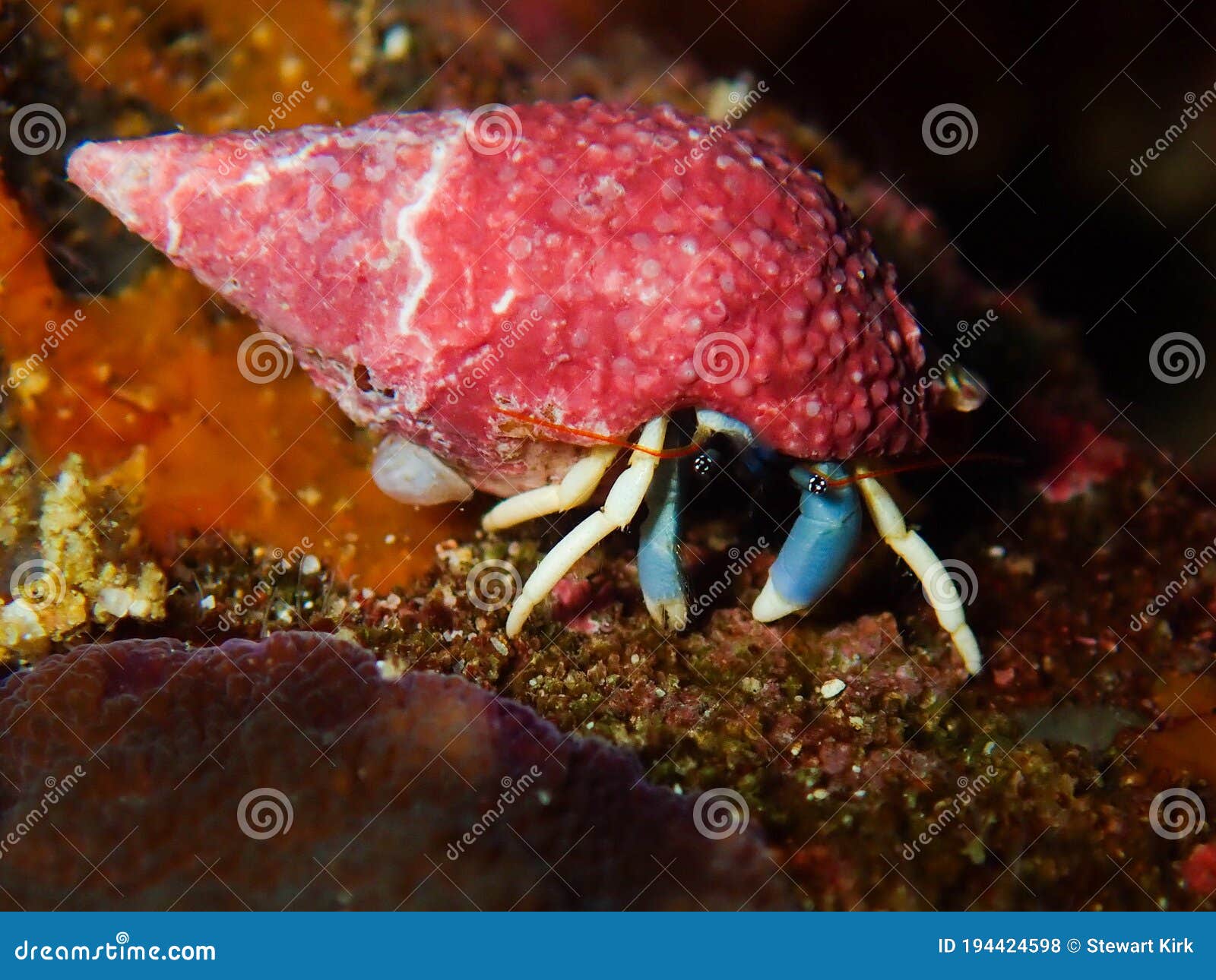 Blue clawed hermit crab stock photo. Image of carapace - 194424598