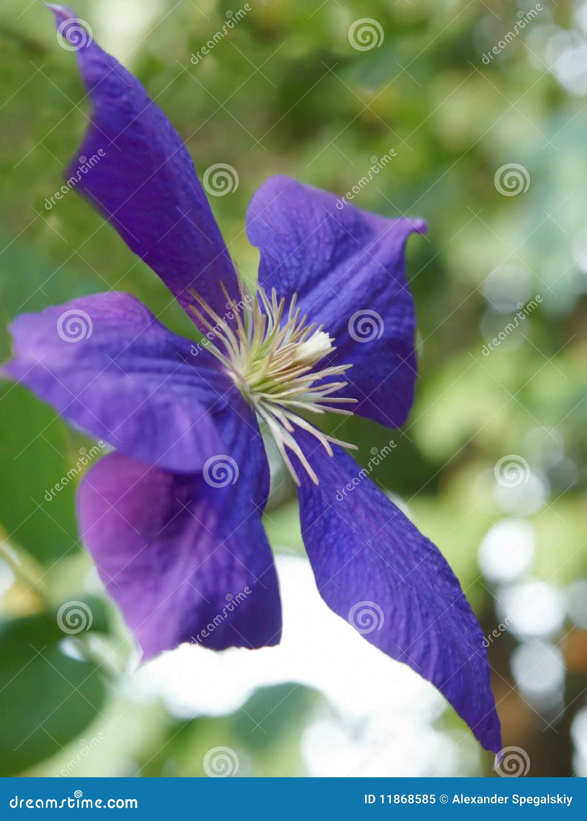 Blue Clematis stock image. Image of gardening, bright - 11868585