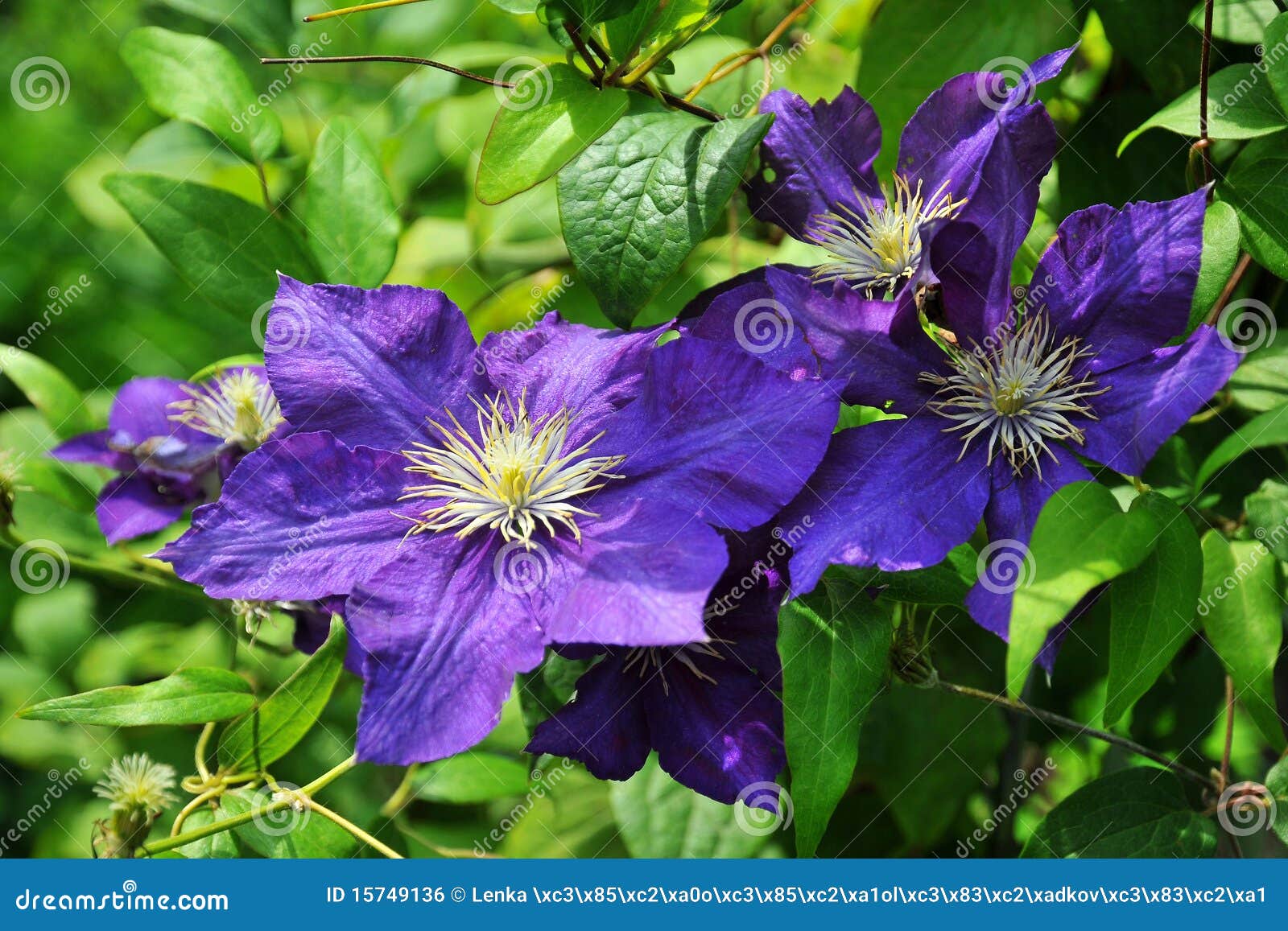Blue clematis stock photo. Image of botanical, horticulture - 15749136