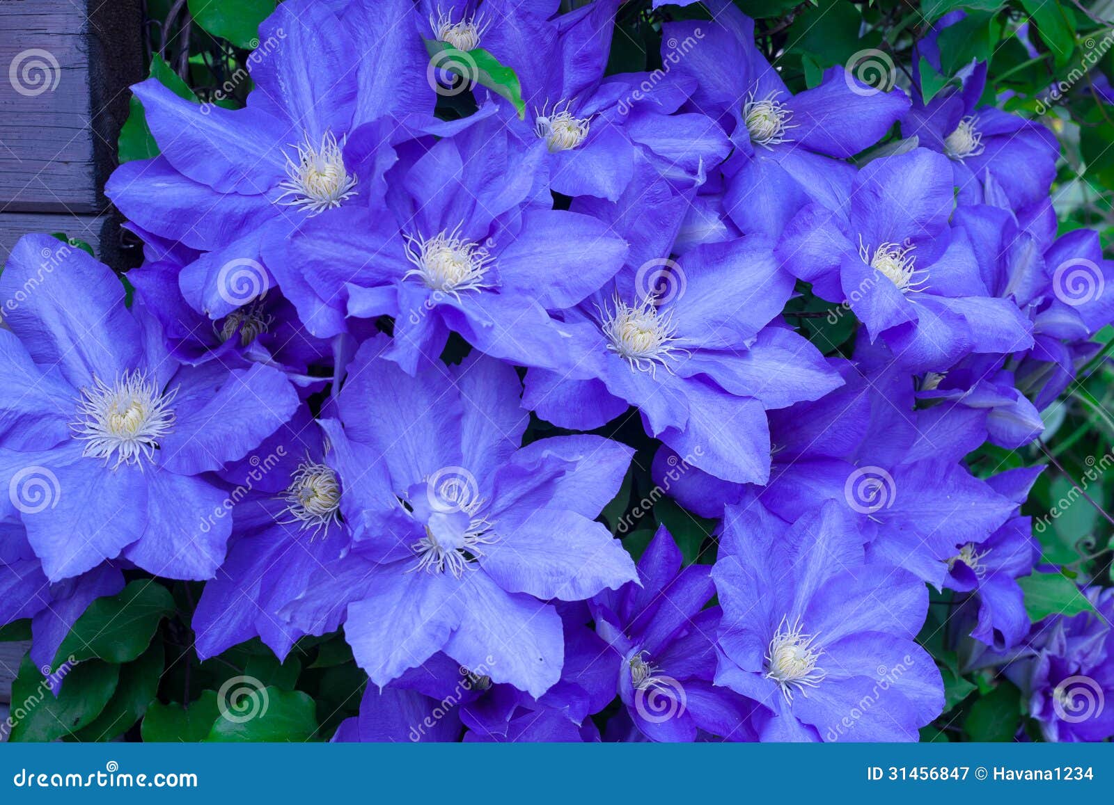 Blue clematis stock image. Image of flower, flora, beauty - 31456847