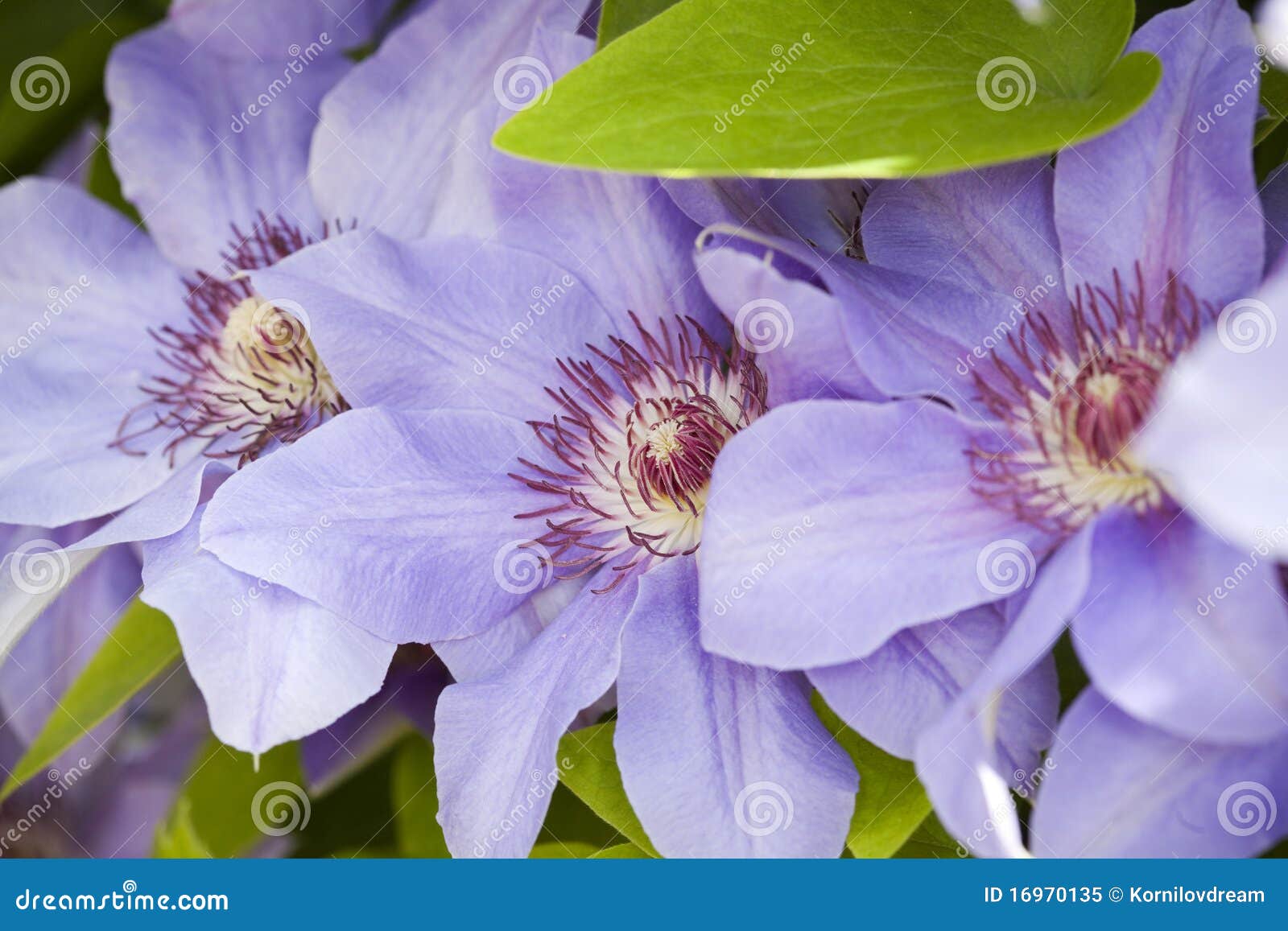 Blue clematis flowers stock image. Image of botanical - 16970135
