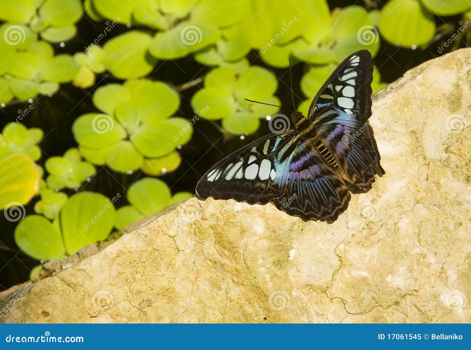 Blue Clipper Butterfly stock image. Image of butterfly - 17061545